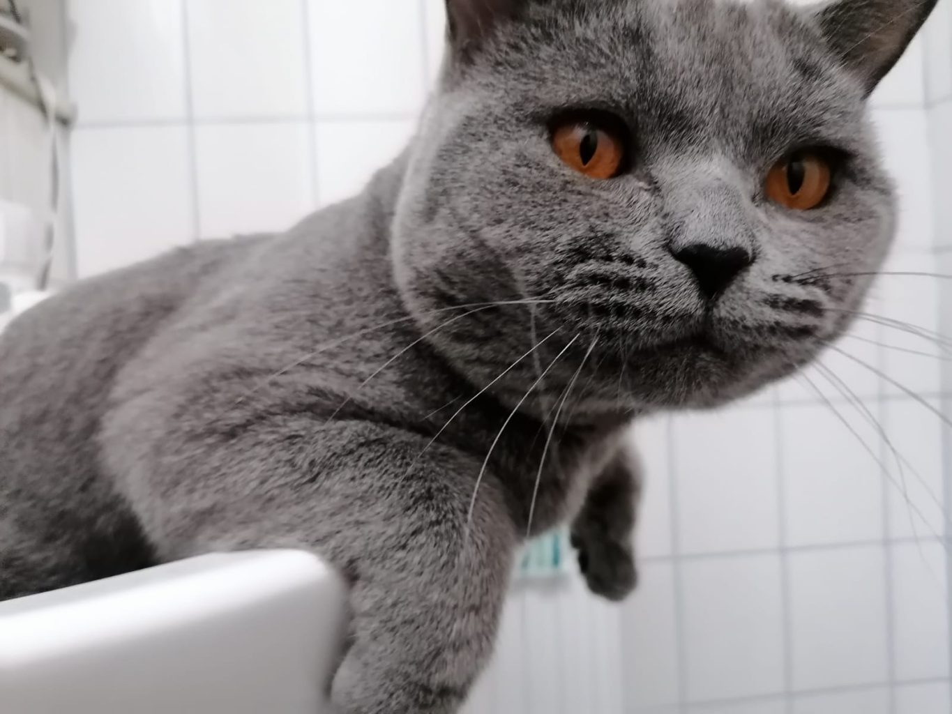 Felix - Katzenschutzbund Osnabrück e.V.